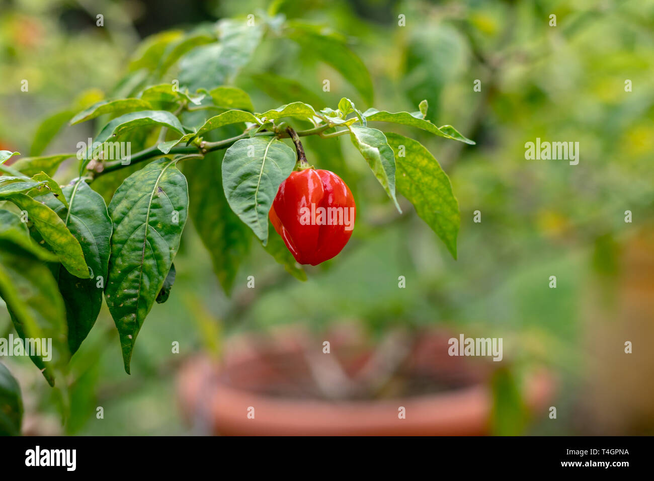 Variety of tropical flowers and plants from the Panamanian rain forest ...