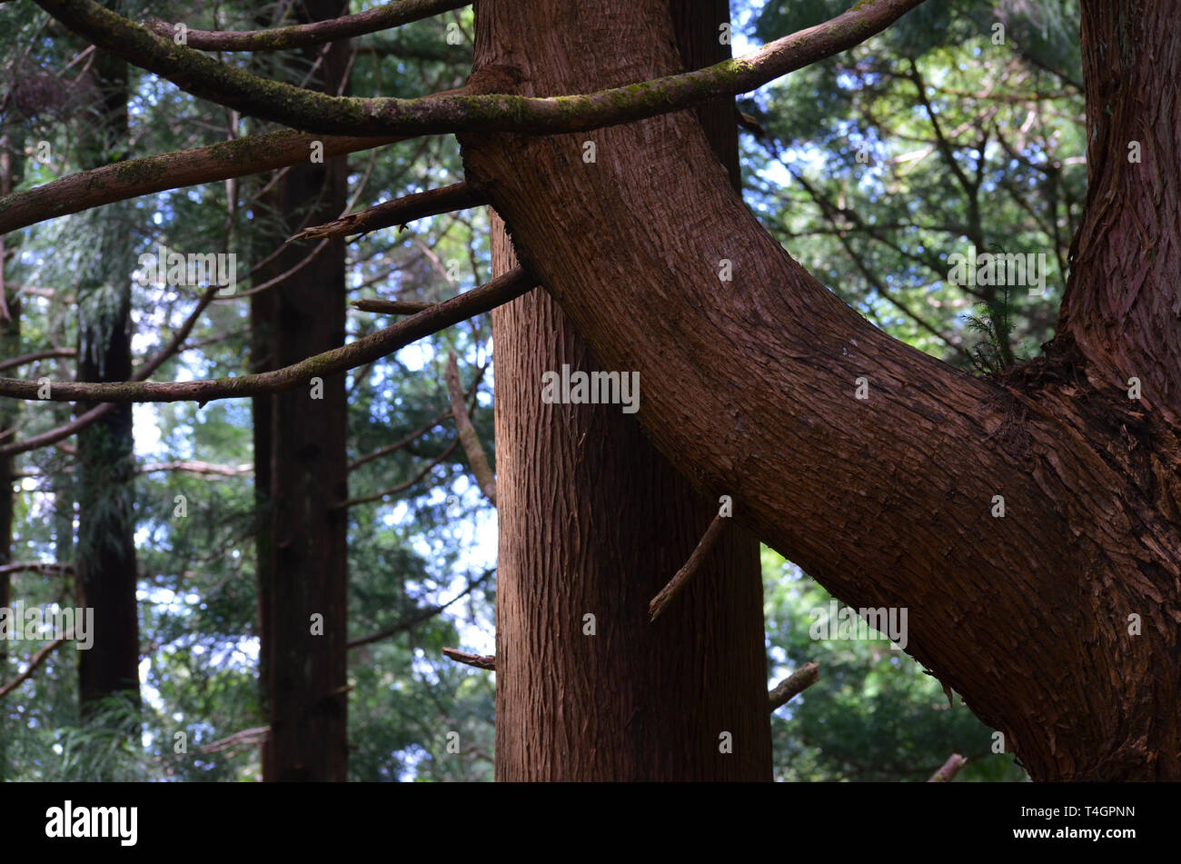 Conifer plantations of Japanese red cedar mixed with remnants of native ...