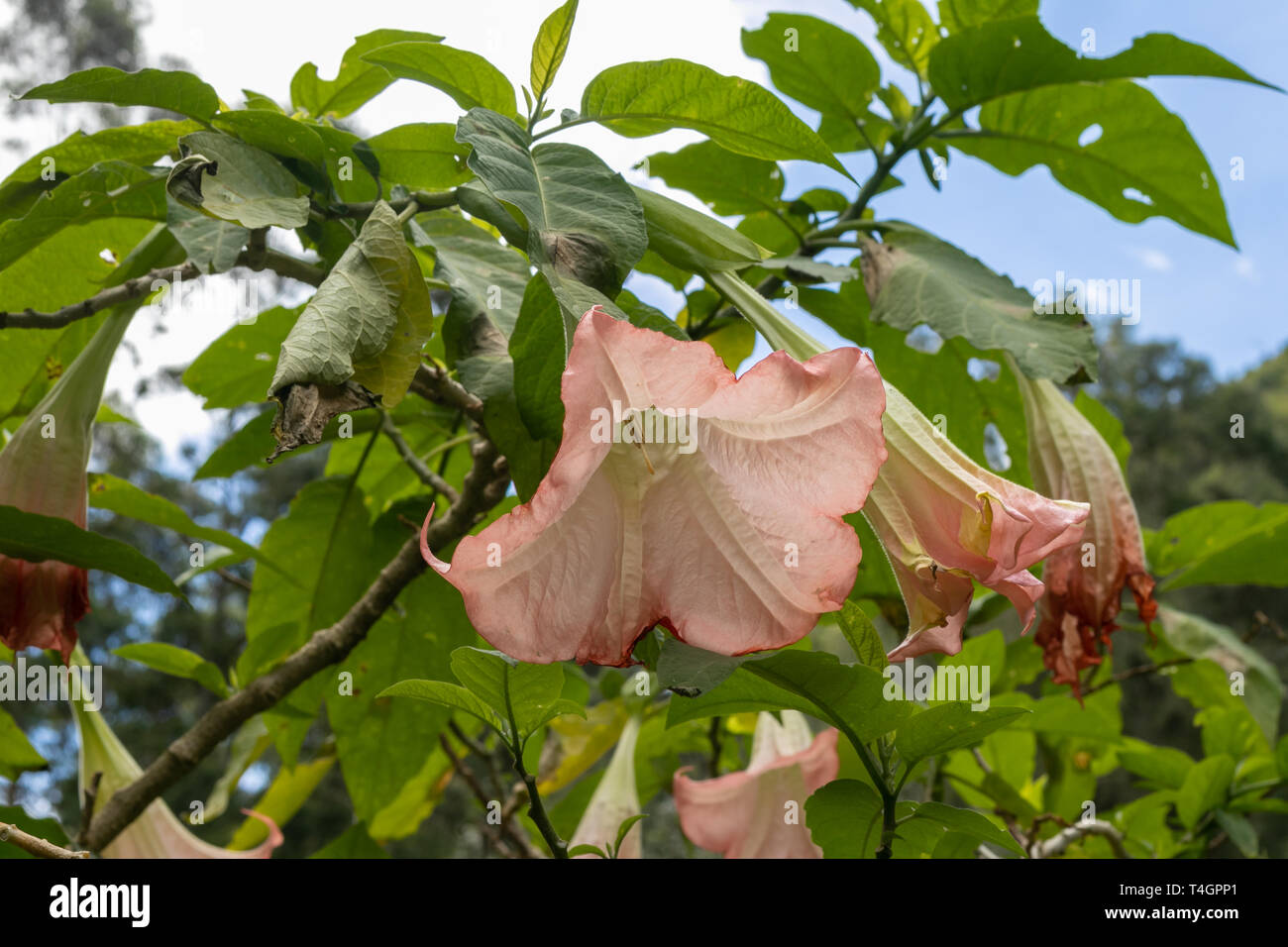 Variety of tropical flowers and plants from the Panamanian rain forest ...