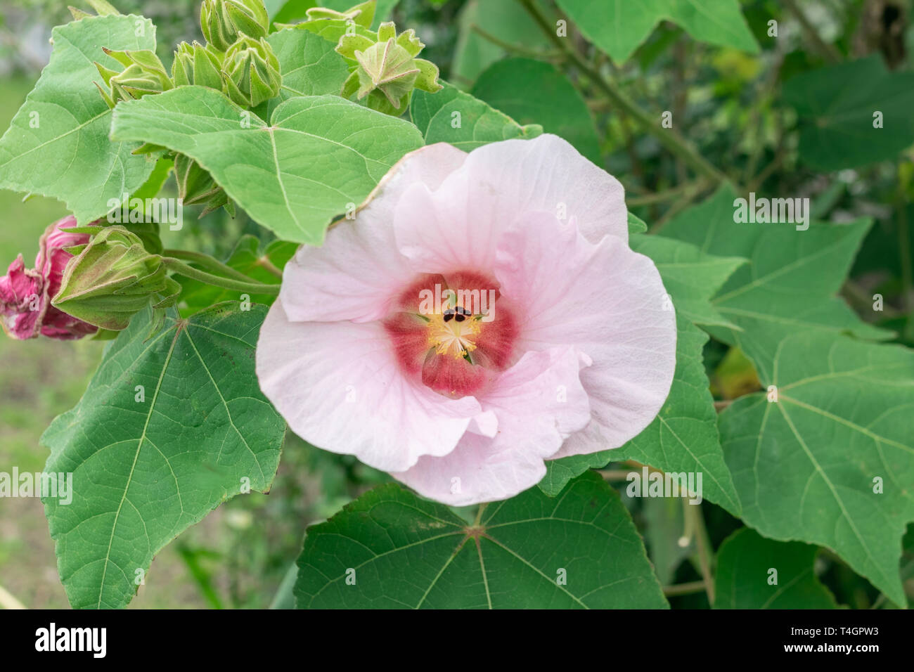 Variety of tropical flowers and plants from the Panamanian rain forest ...