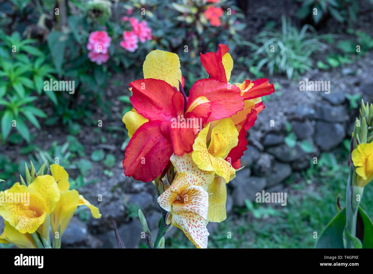 Variety of tropical flowers and plants from the Panamanian rain forest ...