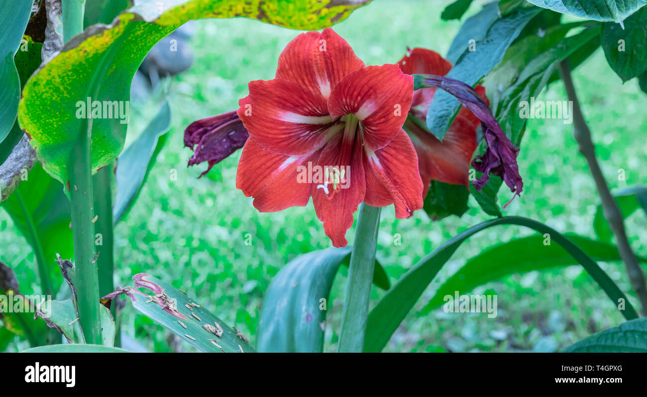 Variety of tropical flowers and plants from the Panamanian rain forest ...
