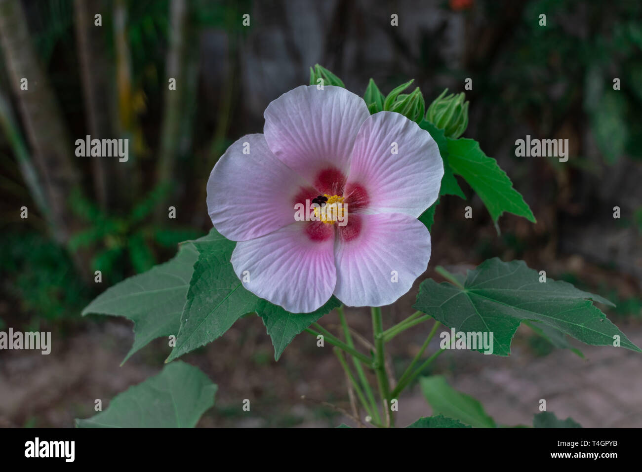 Variety of tropical flowers and plants from the Panamanian rain forest ...