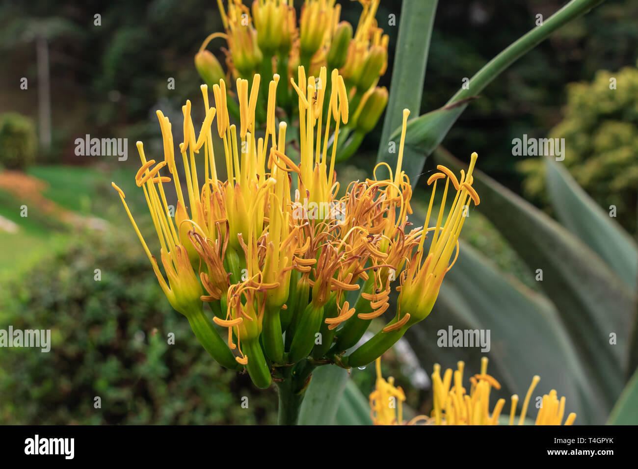 Variety of tropical flowers and plants from the Panamanian rain forest ...