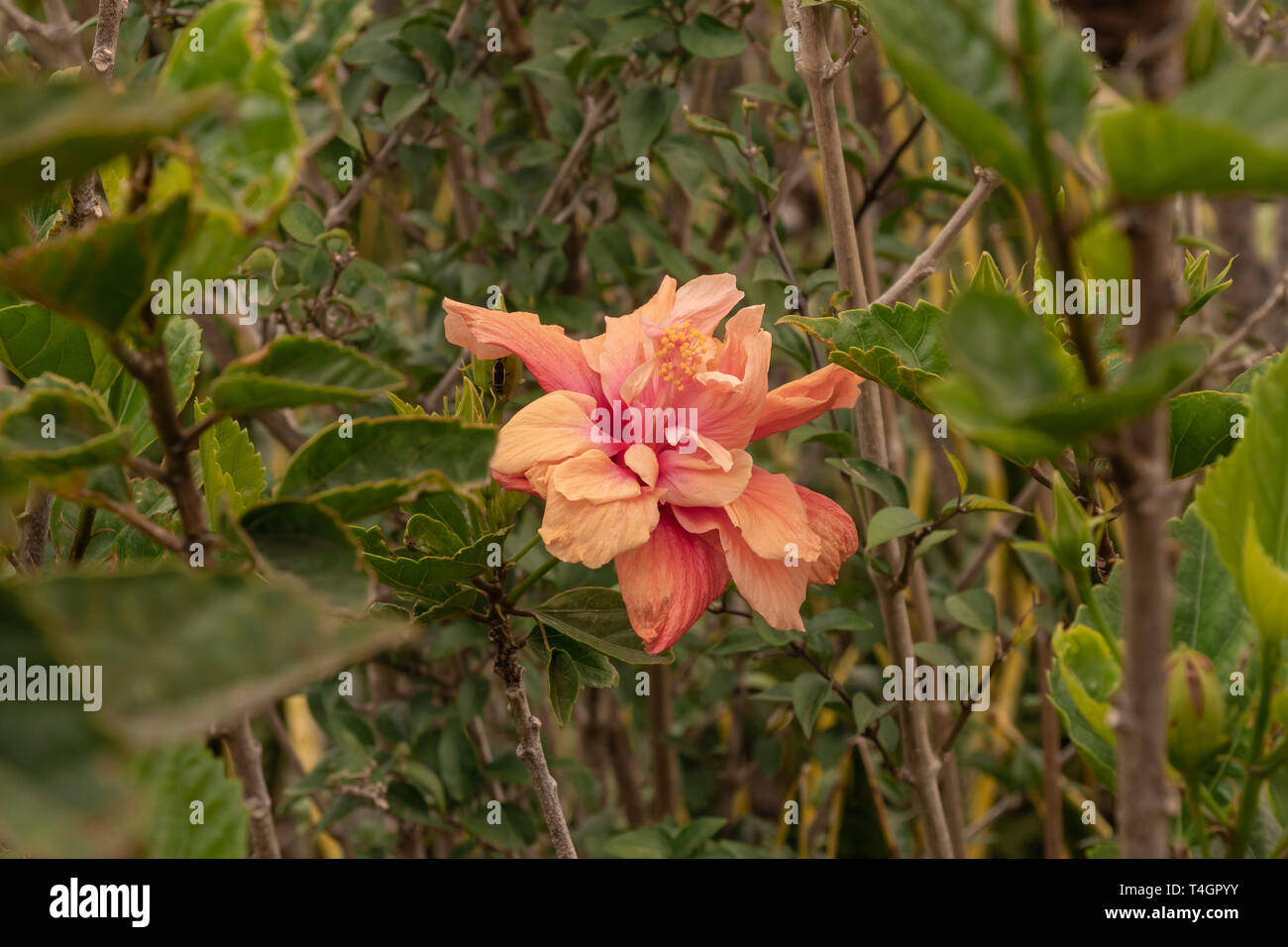 Variety of tropical flowers and plants from the Panamanian rain forest ...