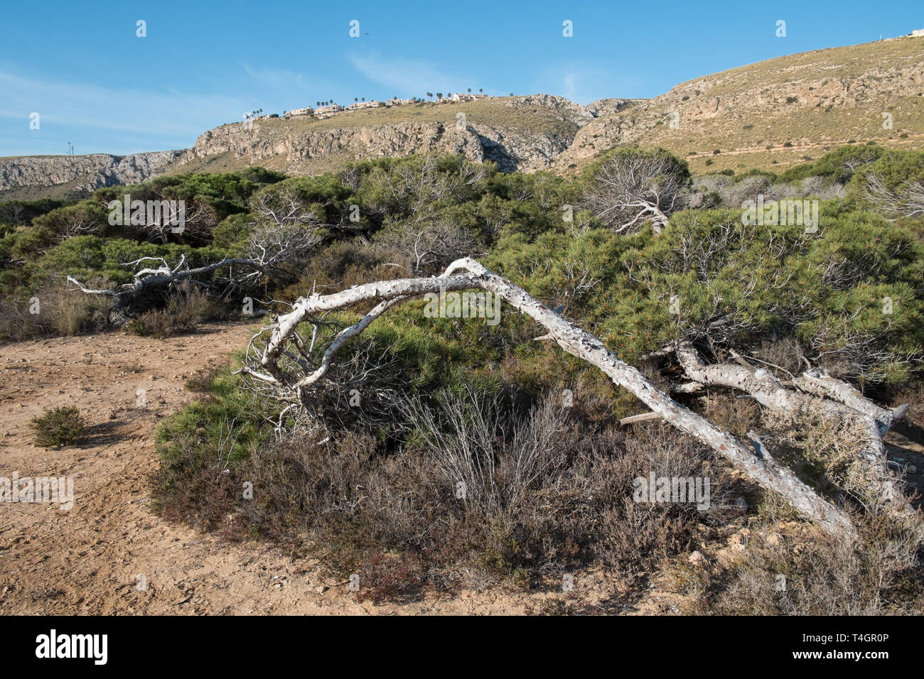 Twisted wind blown pine tree hi-res stock photography and images - Alamy