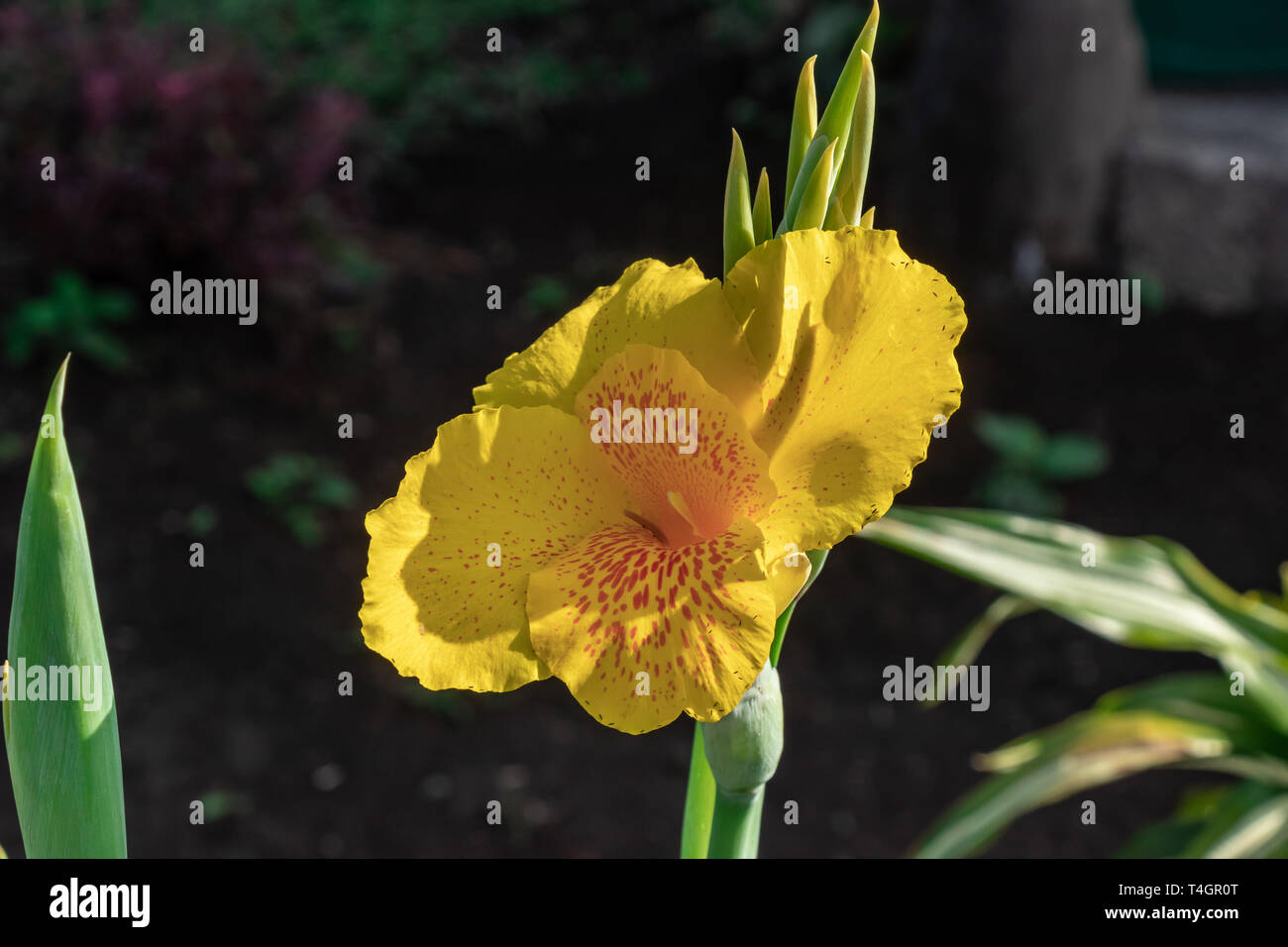Variety of tropical flowers and plants from the Panamanian rain forest ...