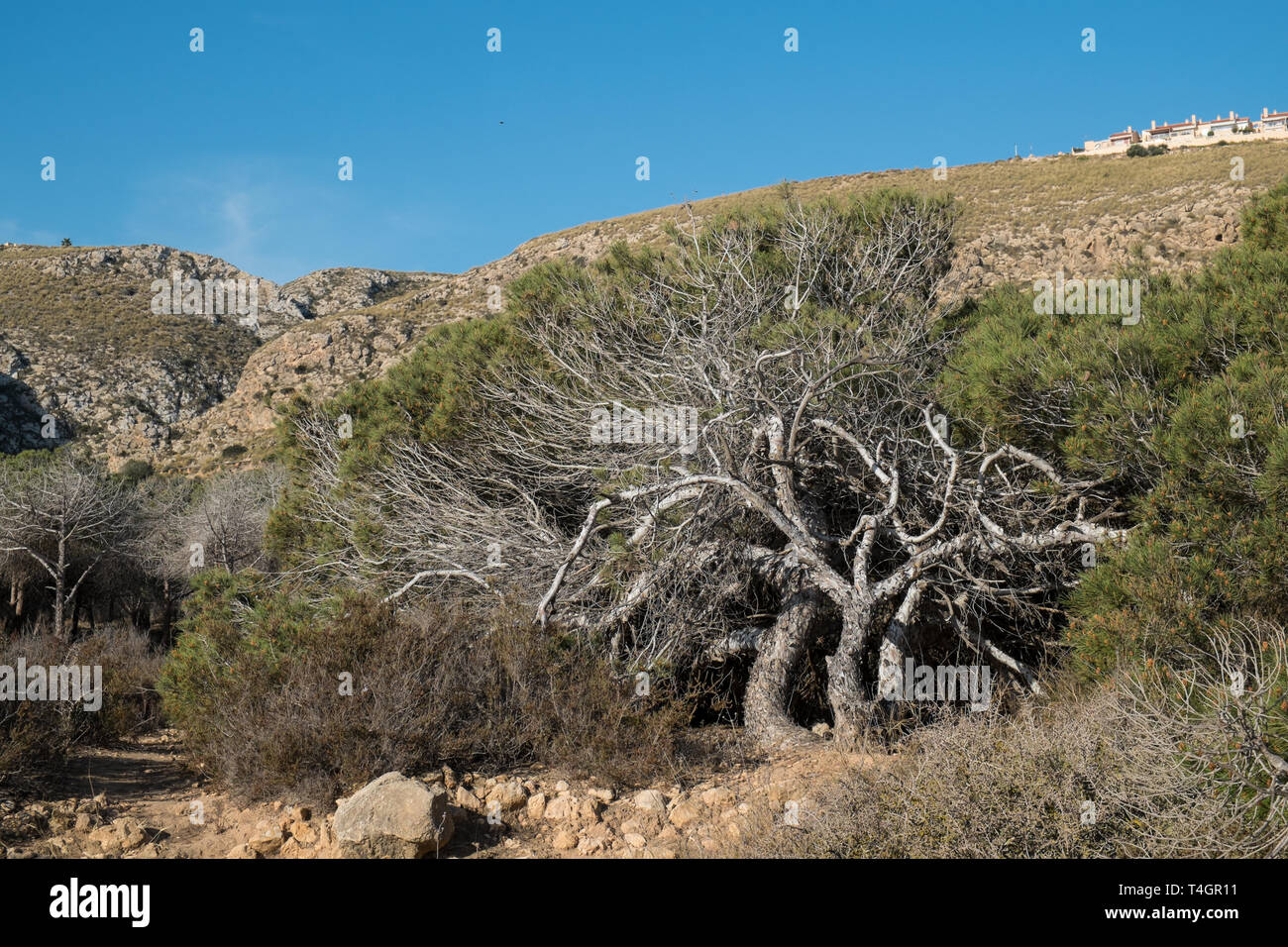 Windswept pine trees blown by the winds from the ocean Stock Photo - Alamy