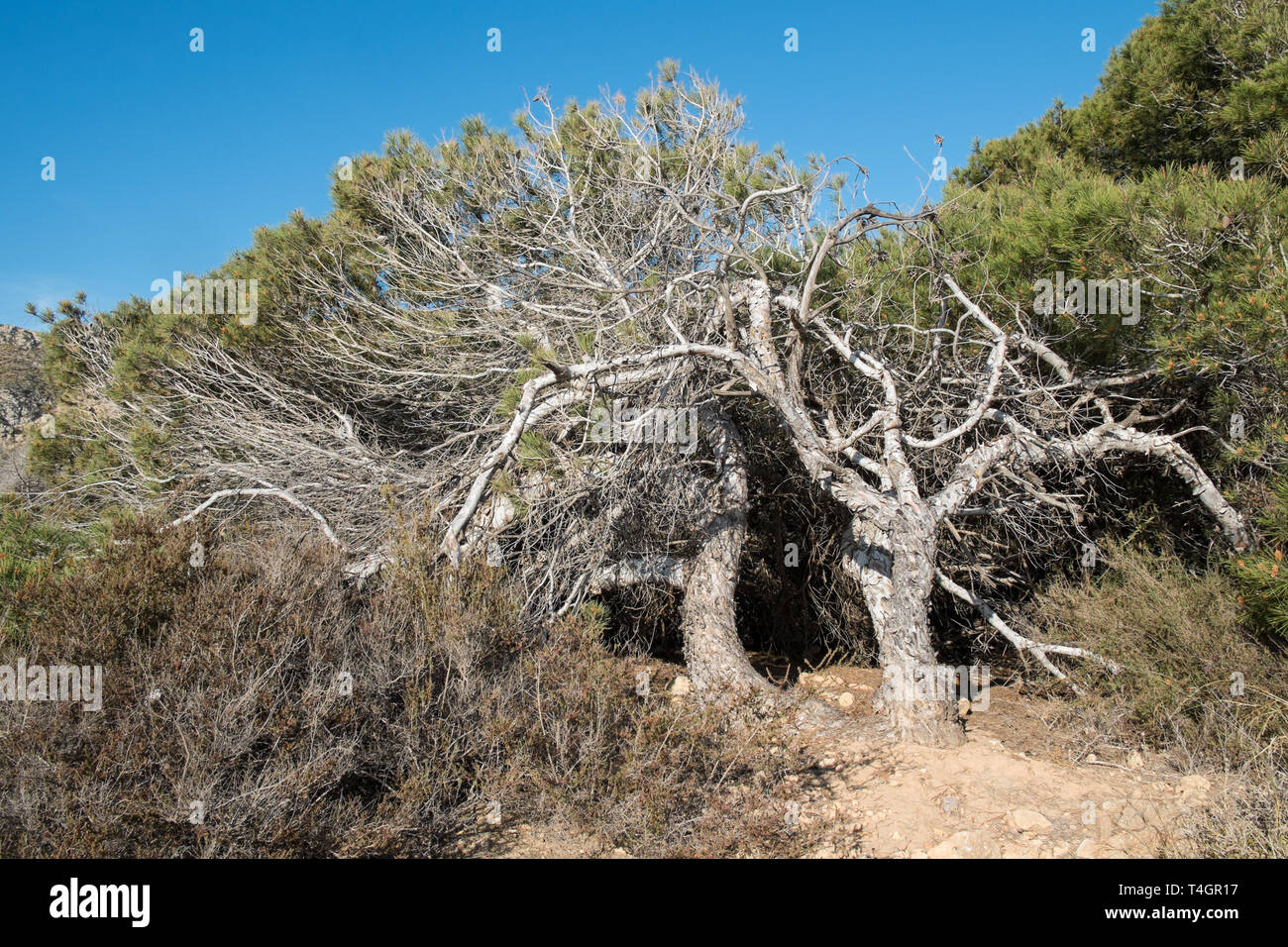 Windswept pine trees blown by the winds from the ocean Stock Photo - Alamy