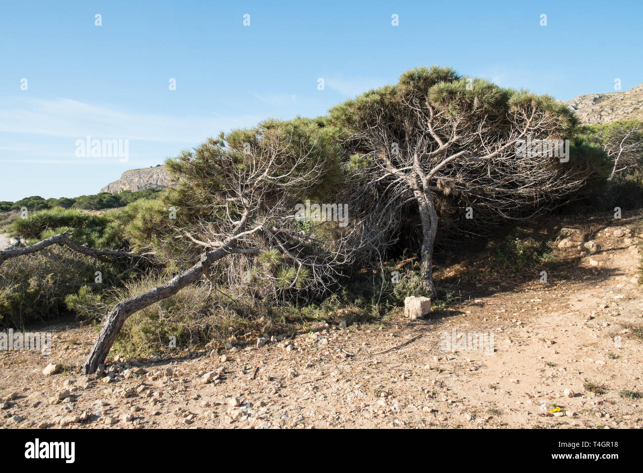Windswept pine trees blown by the winds from the ocean Stock Photo - Alamy