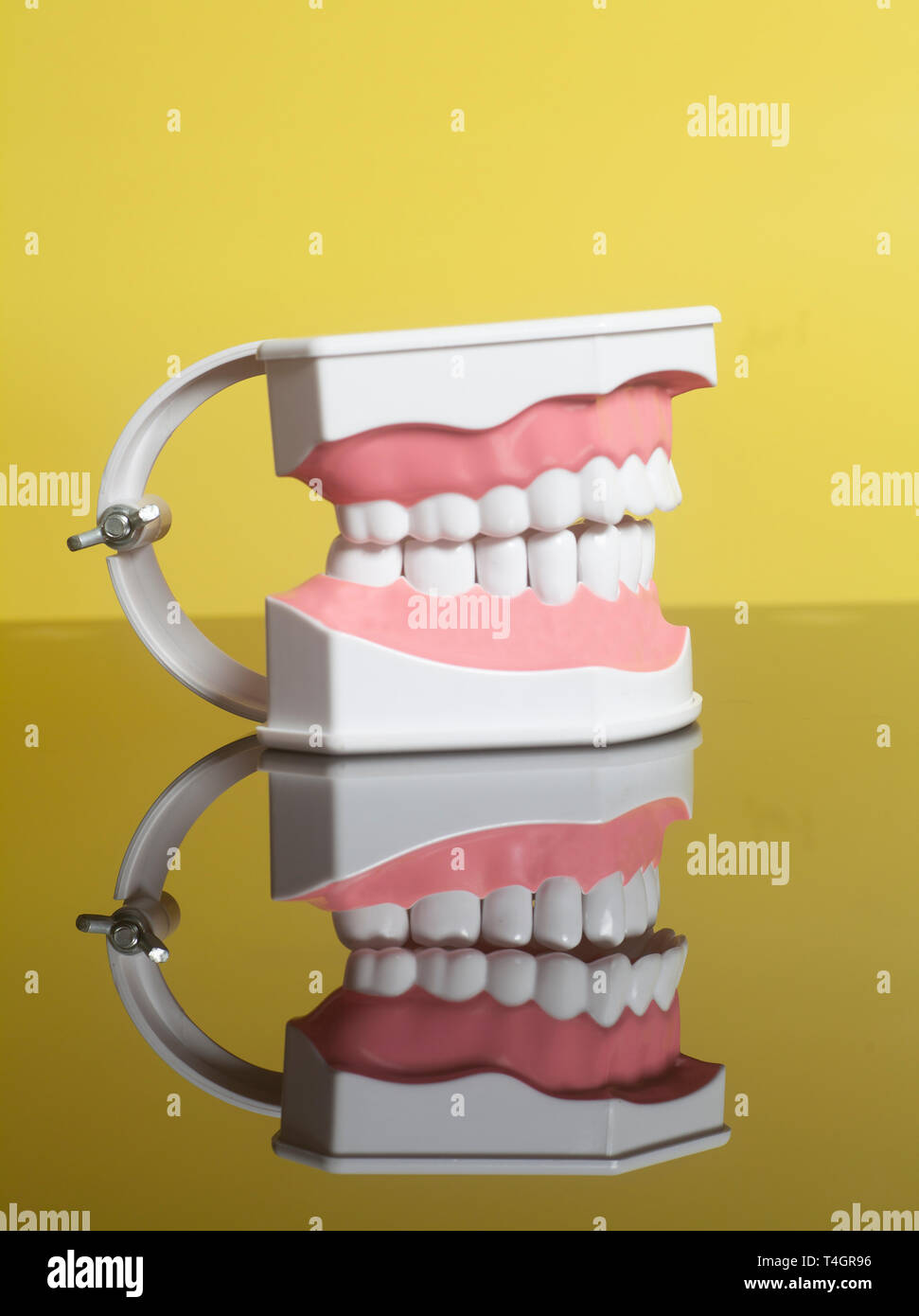 Dental human teeth model Stock Photo - Alamy