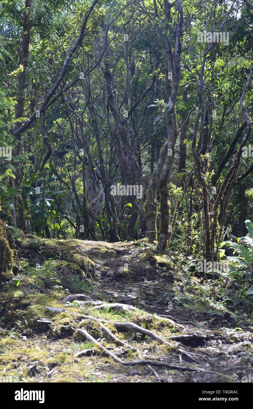 Azores temperate mixed forest hi-res stock photography and images - Alamy