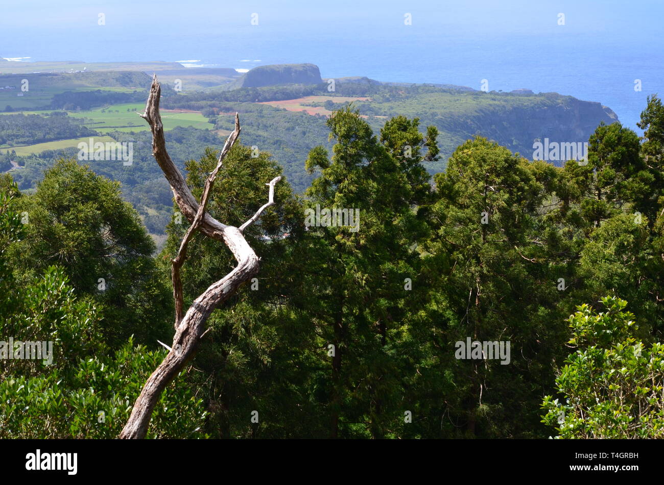 Conifer plantations of Japanese red cedar mixed with remnants of native ...