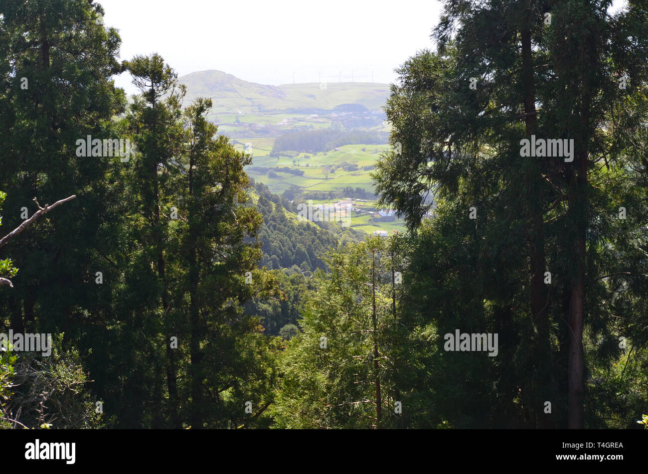 Conifer plantations of Japanese red cedar mixed with remnants of native ...