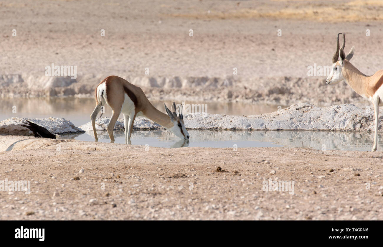 Two springboks in namibian savannah, Namibia Stock Photo - Alamy