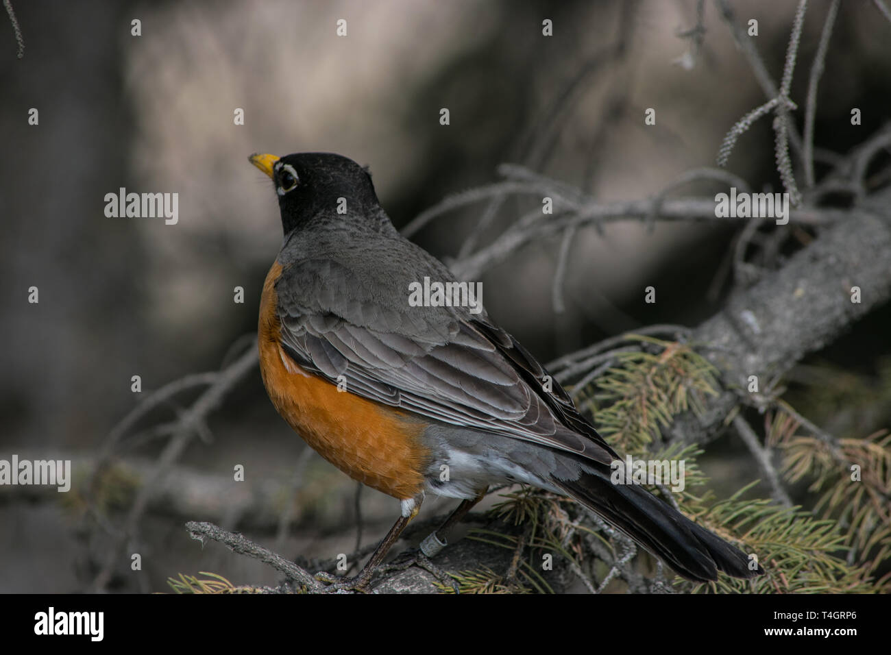 Male robin hi-res stock photography and images - Alamy