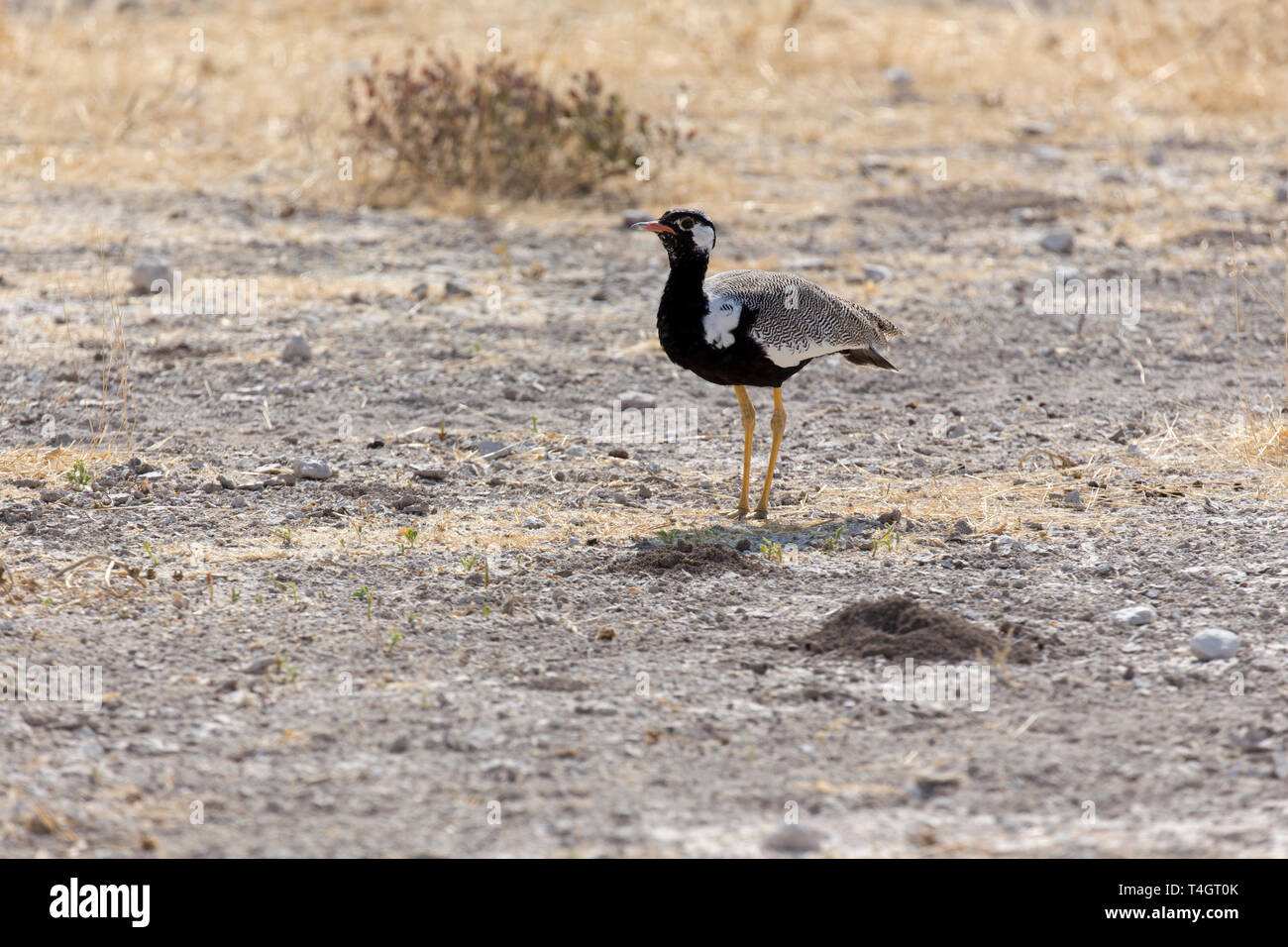 A northern black korhaan bird in Namibia Stock Photo - Alamy