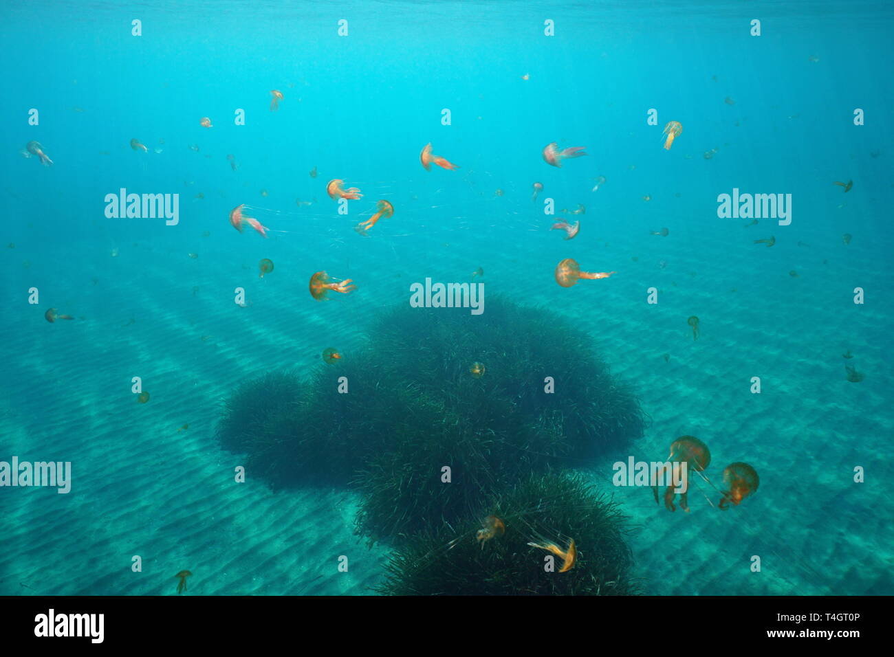 Mauve stinger jellyfish hi-res stock photography and images - Alamy