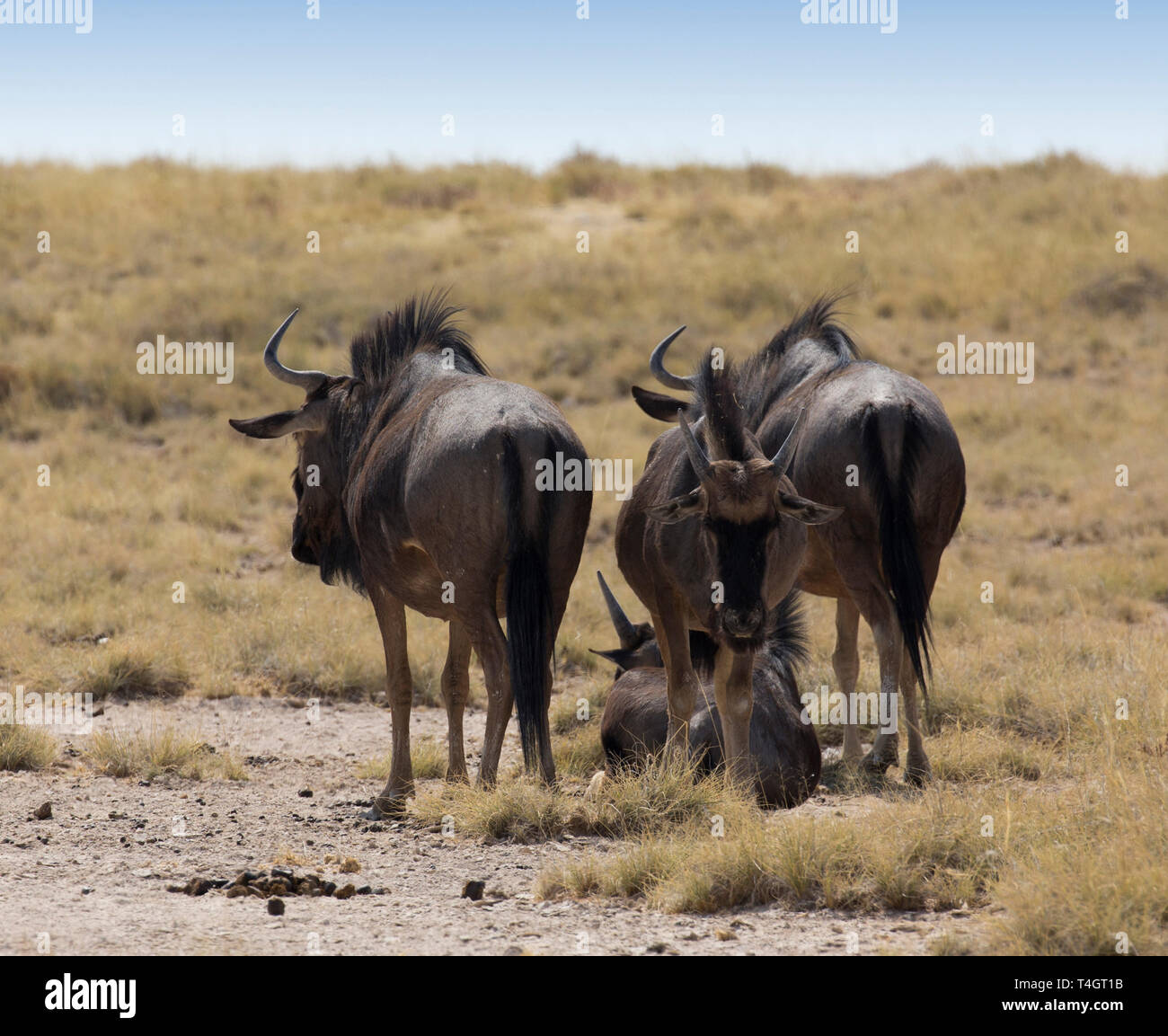 Buffaloes uganda hi-res stock photography and images - Alamy
