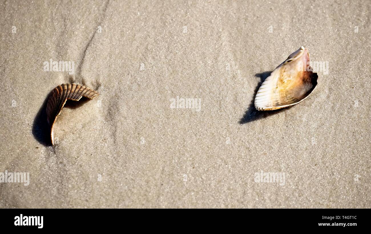 Gulf Shores AL USA - 05/04/2018 - Sea Shells in the Sand Stock Photo ...