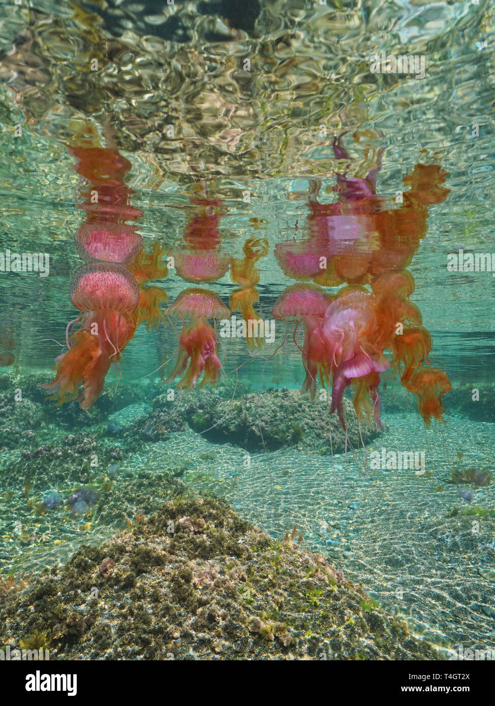 Underwater surface reflection hi-res stock photography and images - Alamy