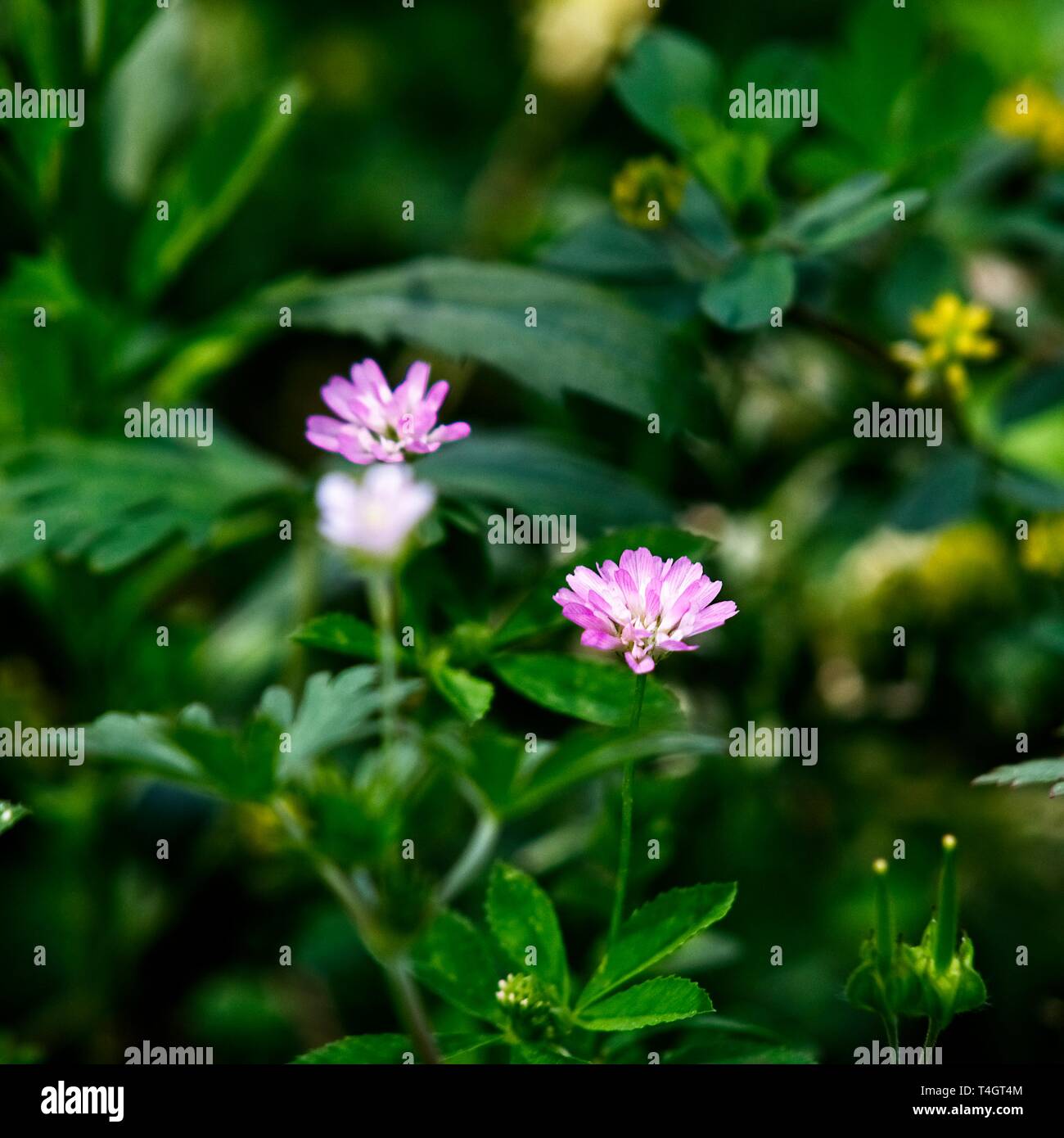 Pink wild flower hi-res stock photography and images - Alamy