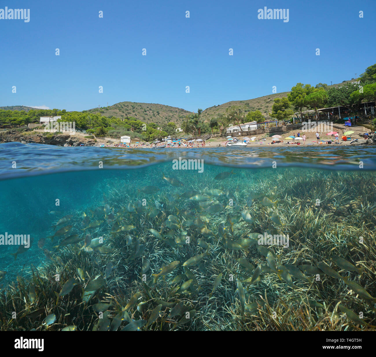 Spain Mediterranean beach vacation with a shoal of fish and sea grass ...