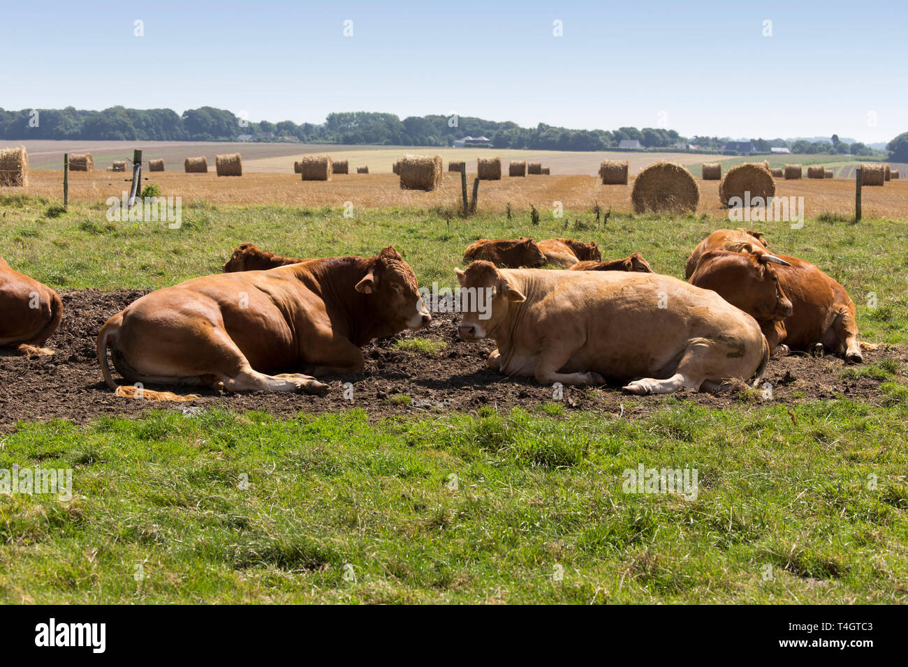 Two big red cows in north of France Stock Photo - Alamy