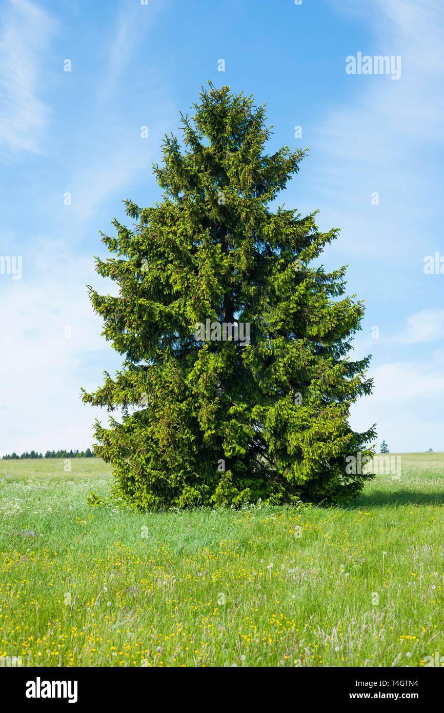 Picea sky one hi-res stock photography and images - Alamy