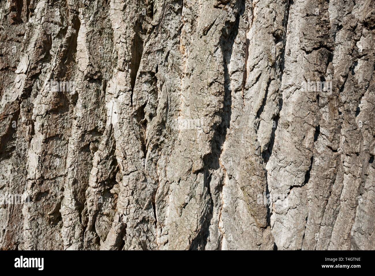 Black poplar (Populus nigra), bark, Thuringia, Germany Stock Photo - Alamy