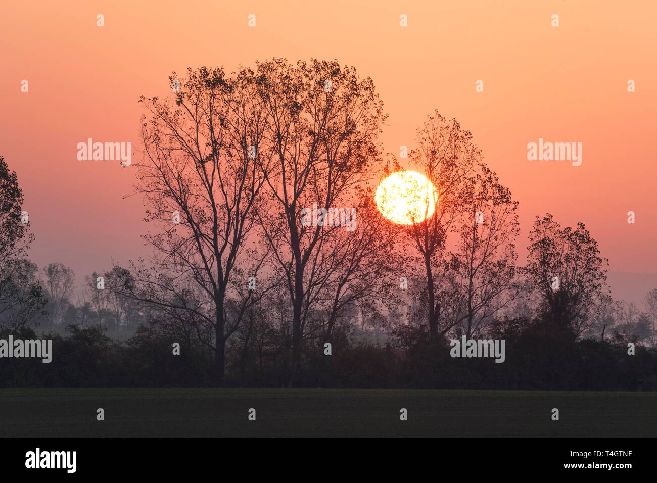 Sunrise with trees hi-res stock photography and images - Alamy