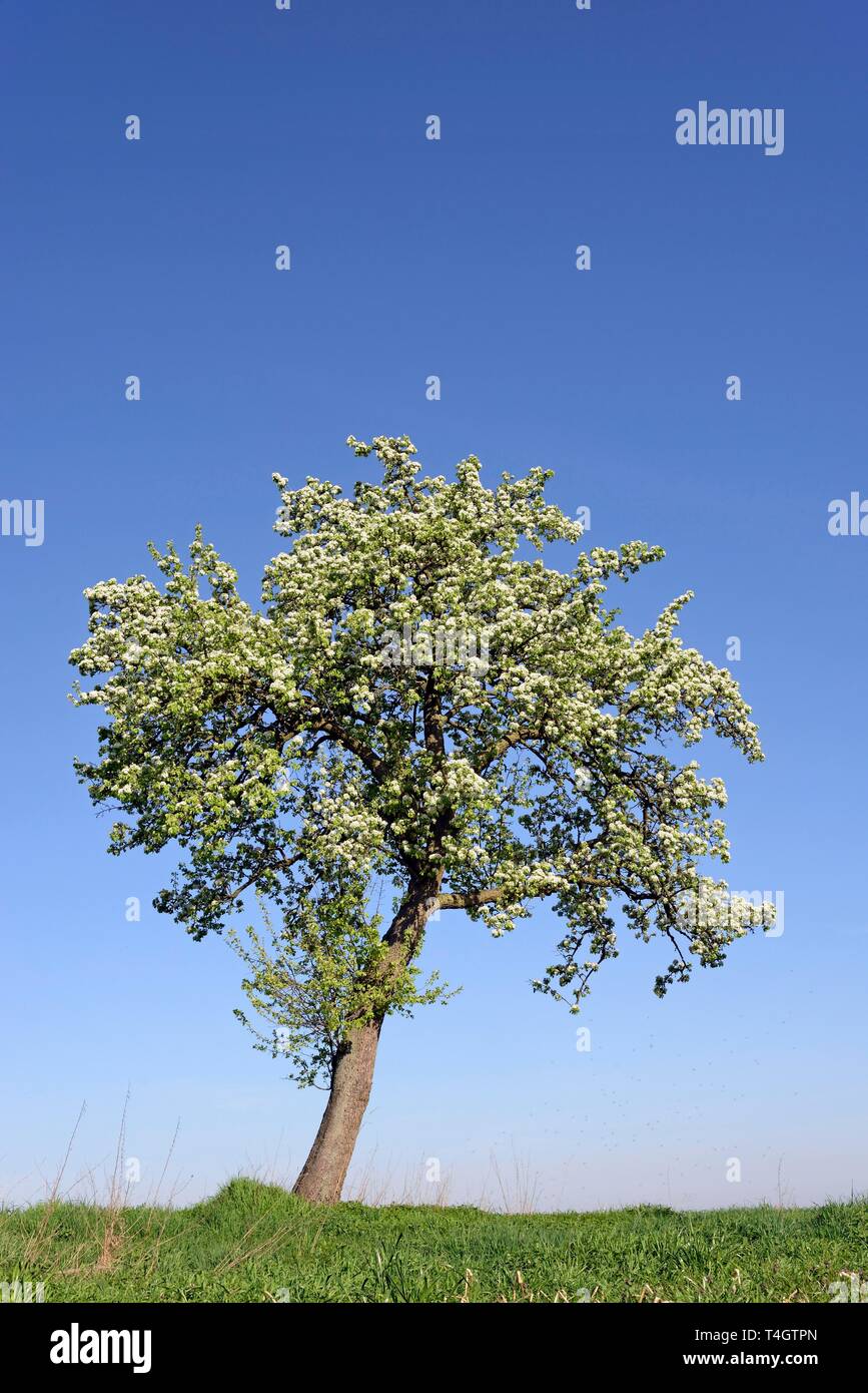 Flowering European Pear (Pyrus communis), North Rhine-Westphalia ...