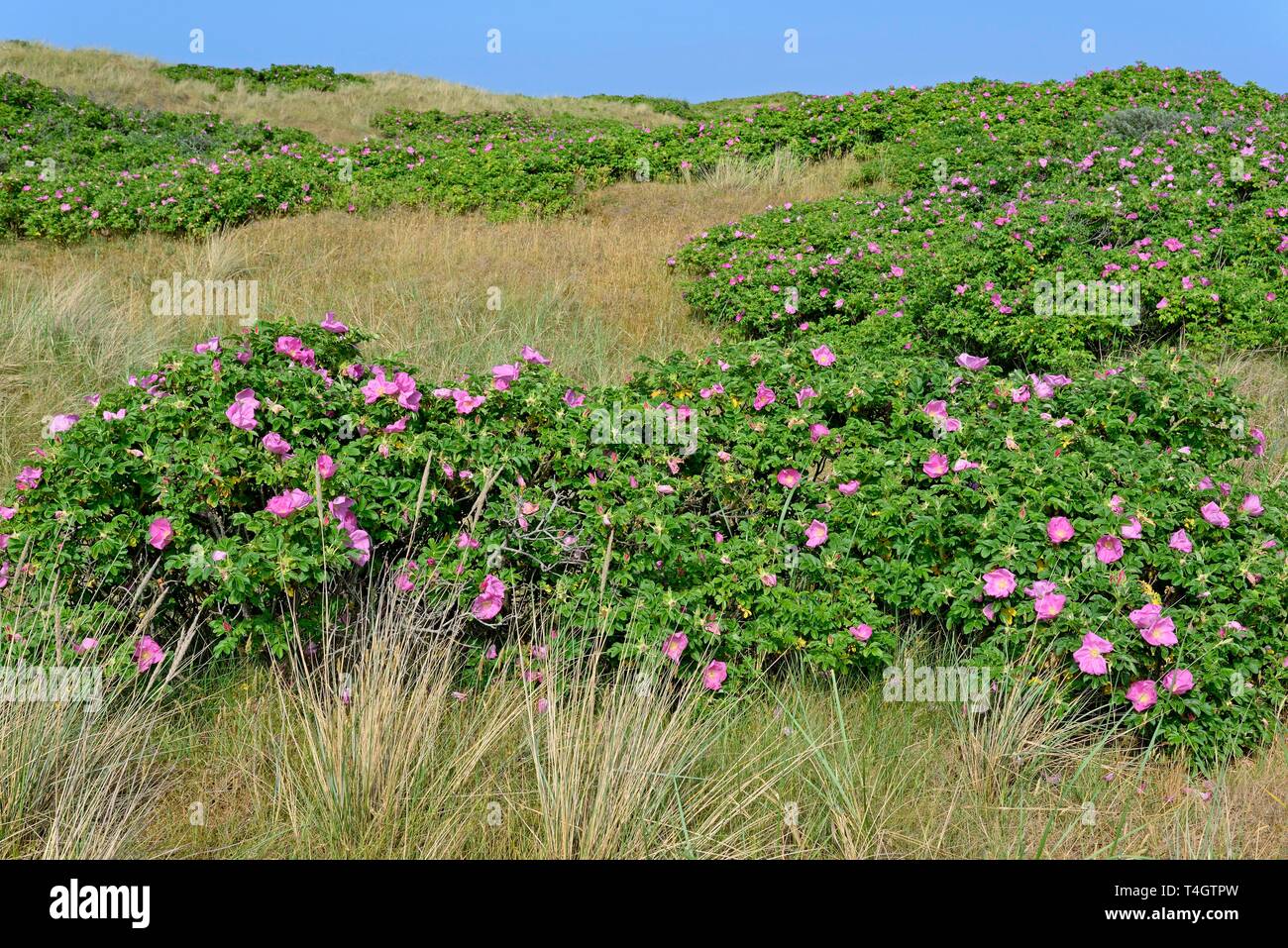 Rugosa roses hi-res stock photography and images - Alamy
