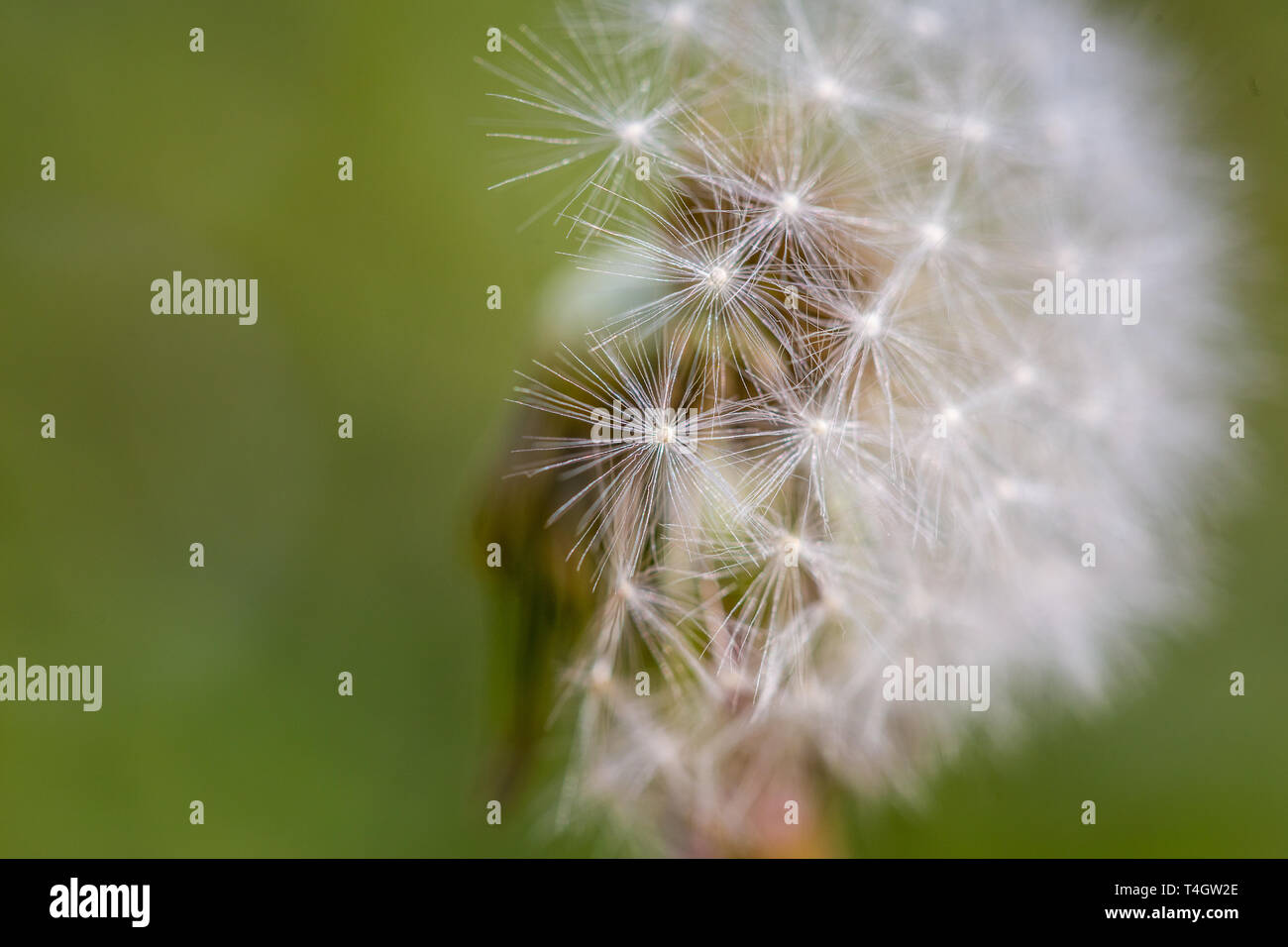 Dendelion Seed Head High Resolution Stock Photography and Images - Alamy
