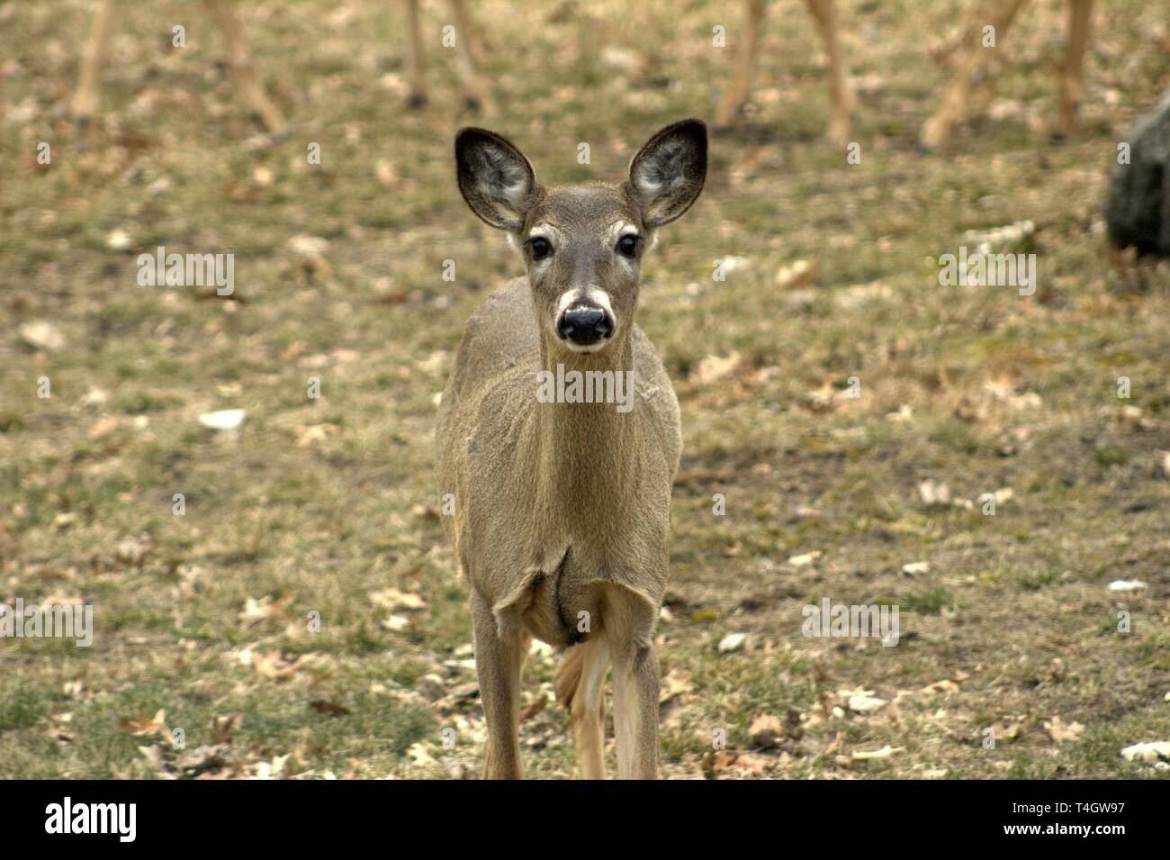 A Young Doe Staring Me Down Stock Photo - Alamy