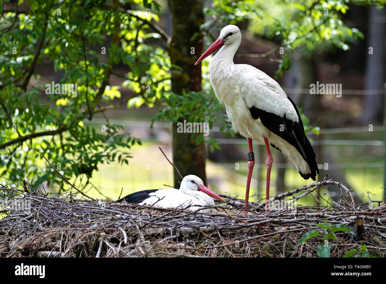 The European white stork, Ciconia ciconia is a large bird in the stork ...