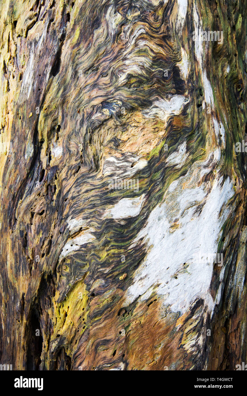 Patterns in a rotting tree trunk Stock Photo - Alamy