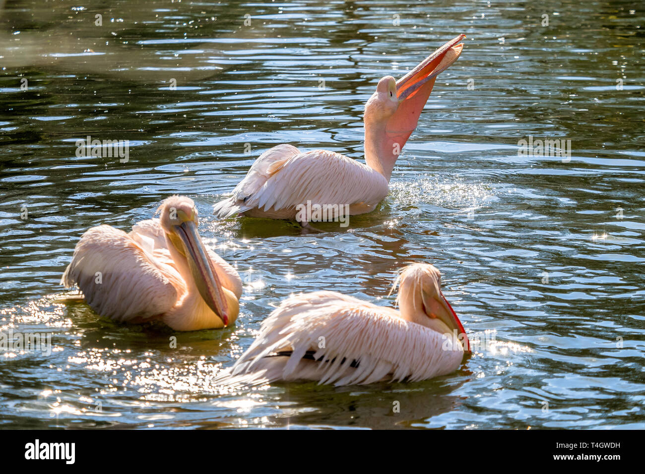 The Great White Pelican, Pelecanus onocrotalus also known as the rosy ...