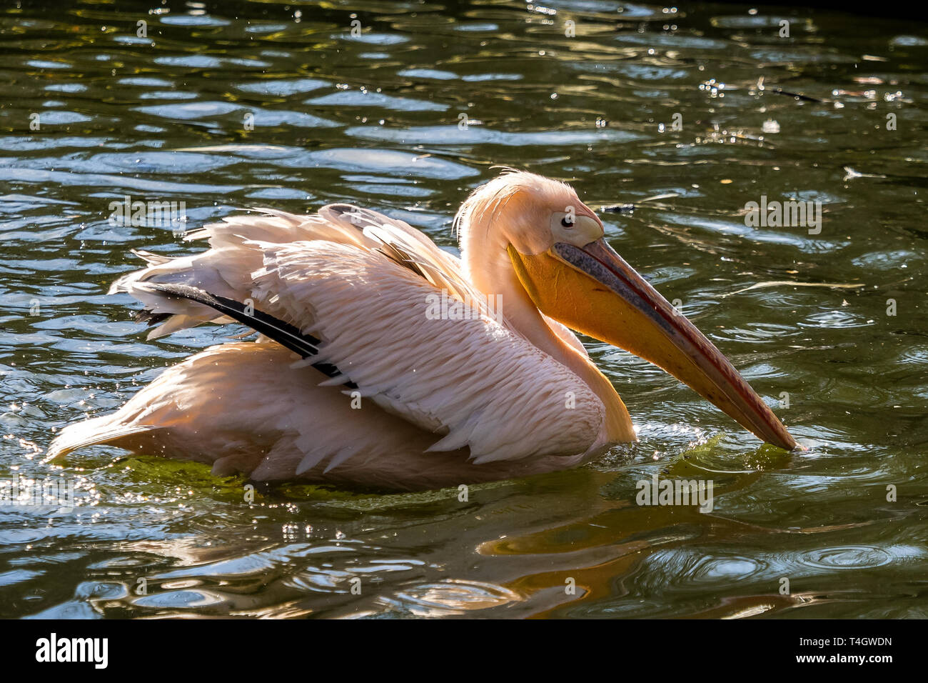 The Great White Pelican, Pelecanus onocrotalus also known as the rosy ...