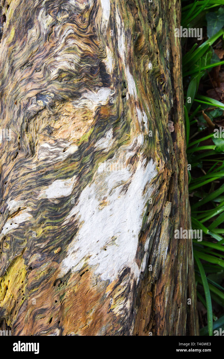 Patterns in a rotting tree trunk Stock Photo - Alamy