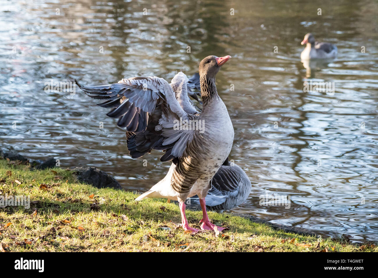 The greylag goose, Anser anser is a species of large goose in the ...