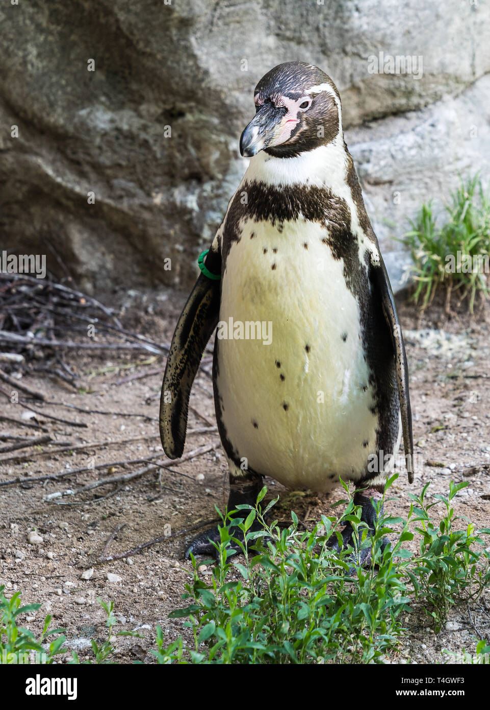 The Humboldt Penguin, Spheniscus humboldti also termed Peruvian penguin ...