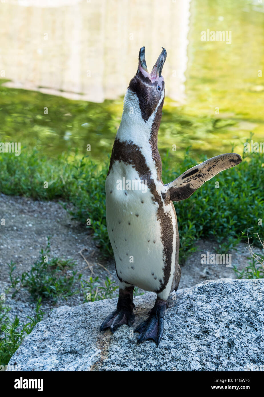 The Humboldt Penguin, Spheniscus humboldti also termed Peruvian penguin ...