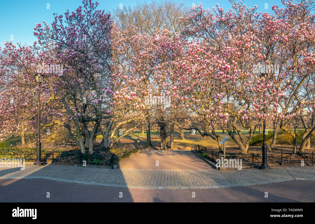 Magnolia soulangeana,saucer magnolia is a hybrid plant in the genus ...