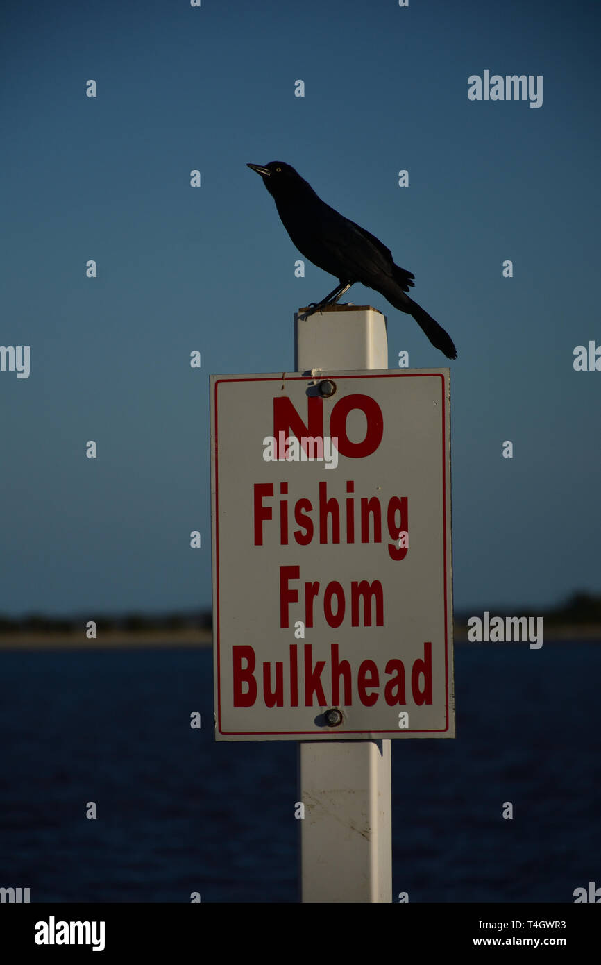 Black crow sitting on a "No Fishing From Bulkhead" sign Stock Photo - Alamy