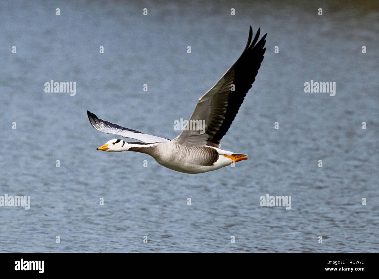 The bar-headed goose, Anser indicus is a goose that breeds in Central ...