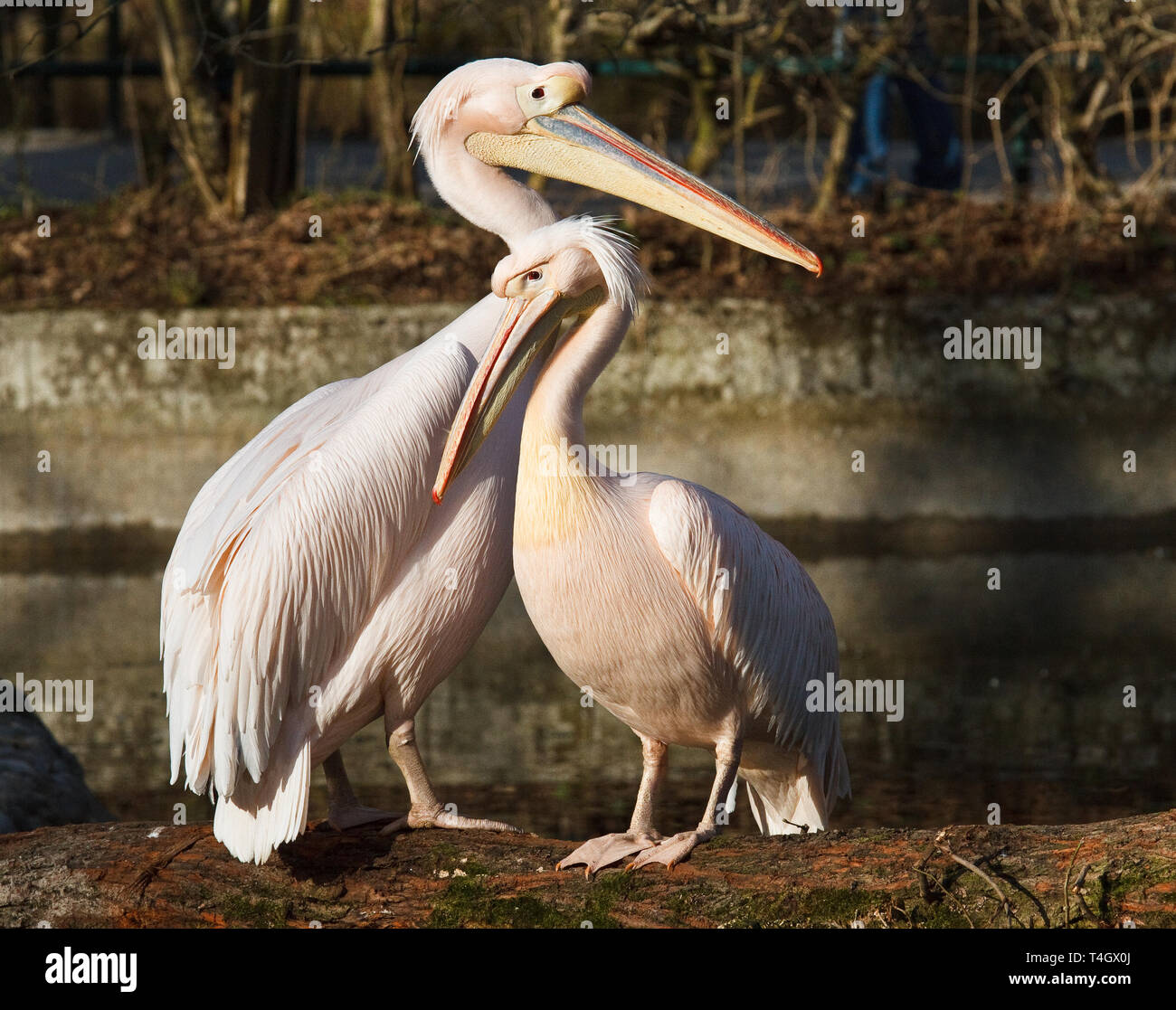 The Great White Pelican, Pelecanus onocrotalus also known as the rosy ...