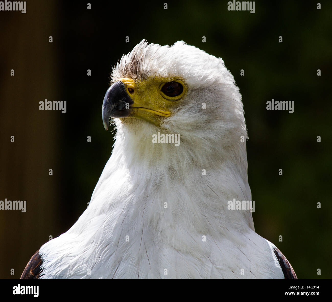 The African Fish Eagle, Haliaeetus vocifer or the African sea eagle, is ...