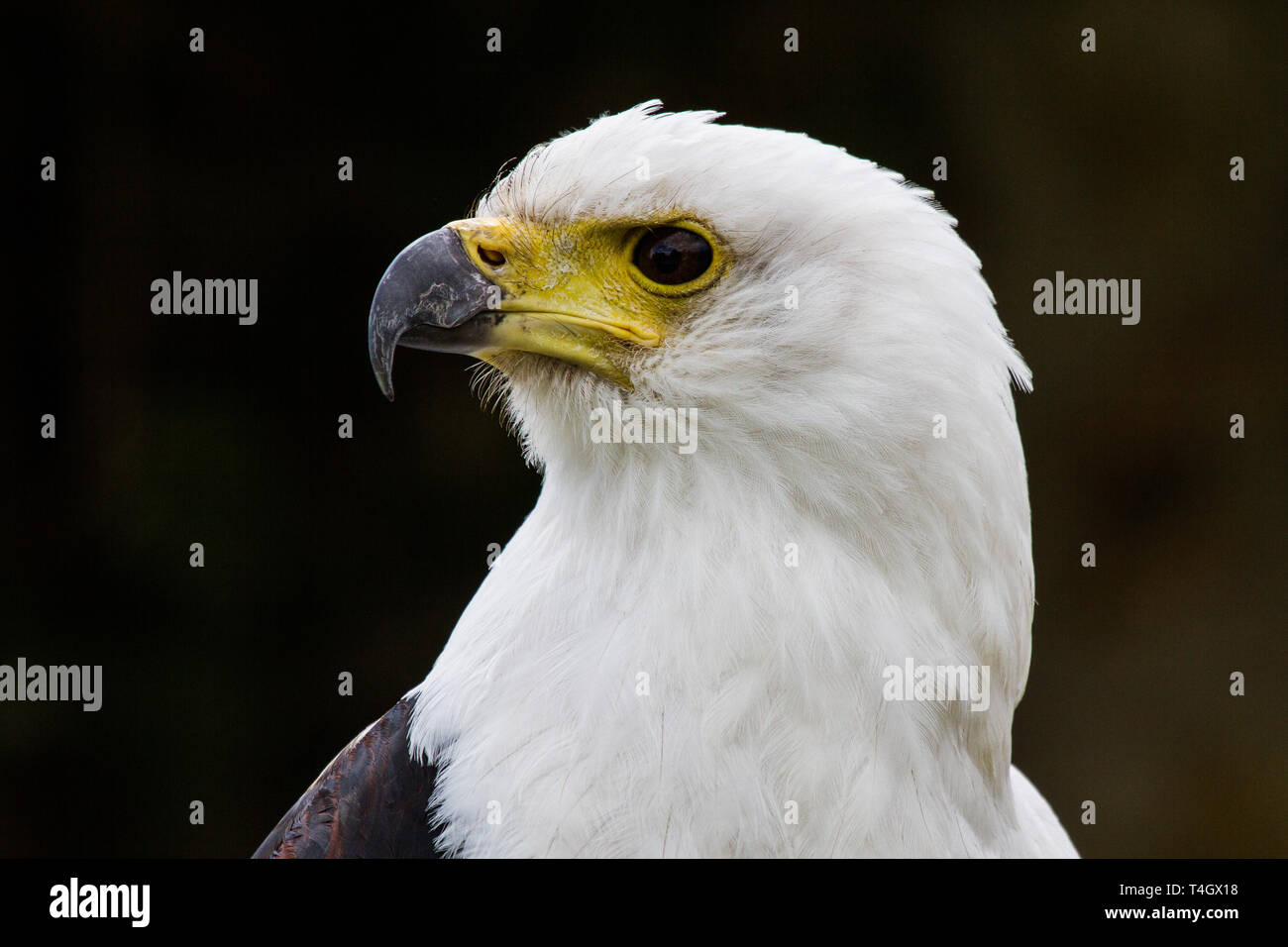 The African Fish Eagle, Haliaeetus vocifer or the African sea eagle, is ...