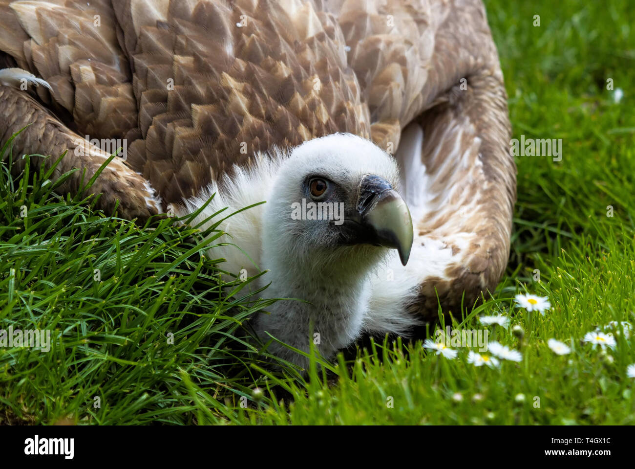 The Griffon vulture Gyps fulvus is a large Old World vulture in the ...
